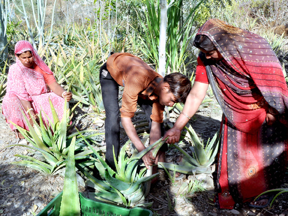 Tree-Planting Project in Indian Village of Piplantri Helps Improve ...