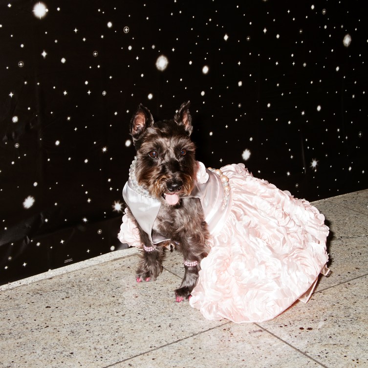 A Night to Remember: New York Puppy Prom 2013 | TIME.com