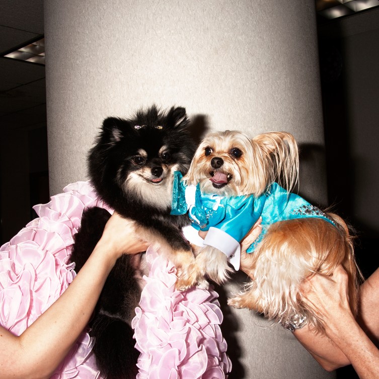A Night to Remember: New York Puppy Prom 2013 | TIME.com