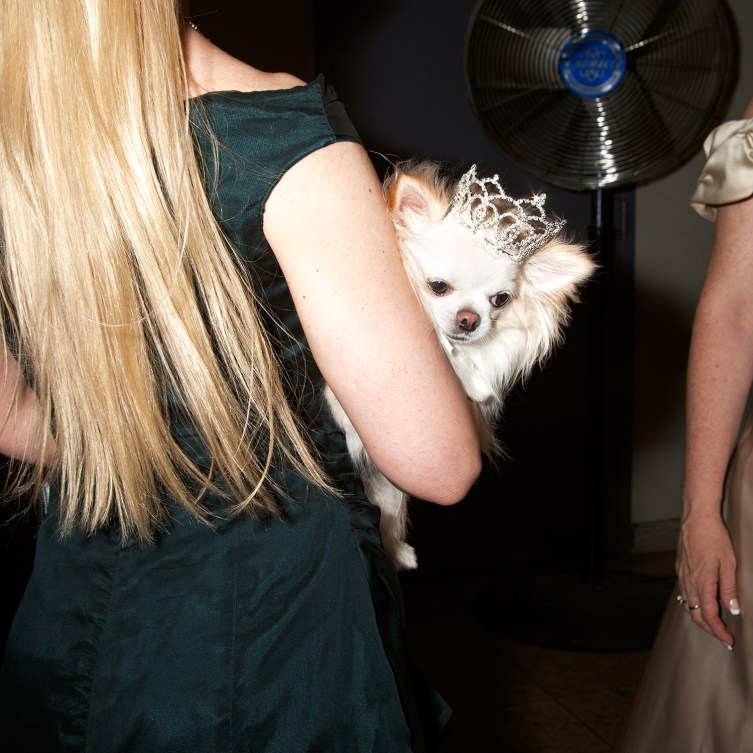 A Night to Remember: New York Puppy Prom 2013 | TIME.com