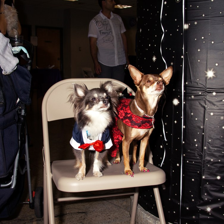 A Night to Remember: New York Puppy Prom 2013 | TIME.com
