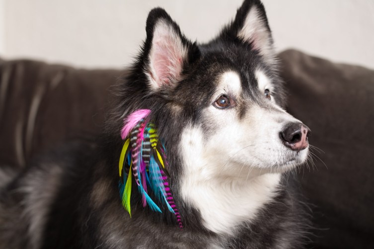 Hair Extensions | Dog Days of Summer: 9 Ways to Pamper Your Pup | TIME.com