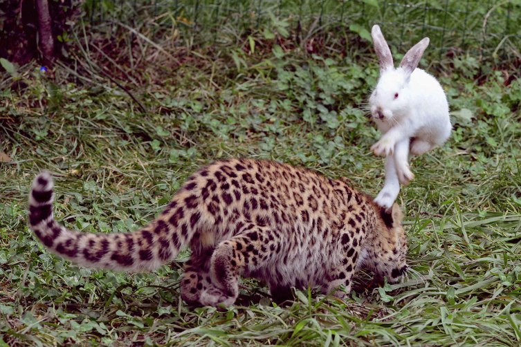 A Rabbit’s Hare-Raising Leap — Over A Leopard | TIME.com
