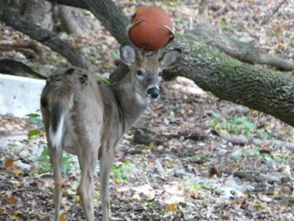 Deer Gets Basketball Stuck in Antlers | TIME.com