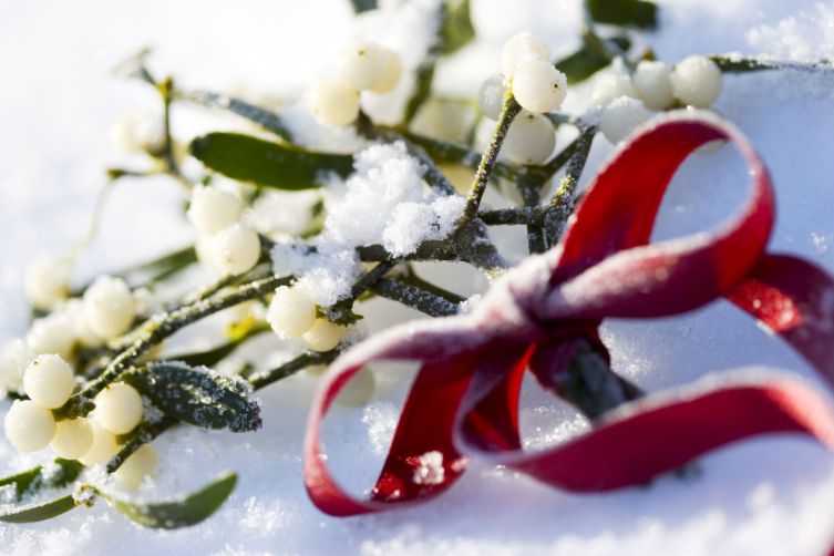 Oregon Girl Madison Root Banned from Selling Mistletoe, Told to Beg ...