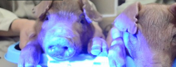 Glow-in-the-Dark Pigs Made With Jellyfish DNA | TIME.com