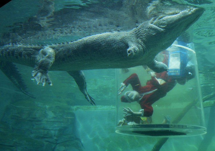 Christmas: Photos of Swimming Santas in Aquariums Across the Globe ...