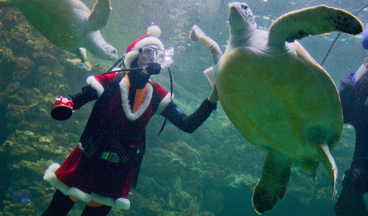 Christmas: Photos of Swimming Santas in Aquariums Across the Globe ...