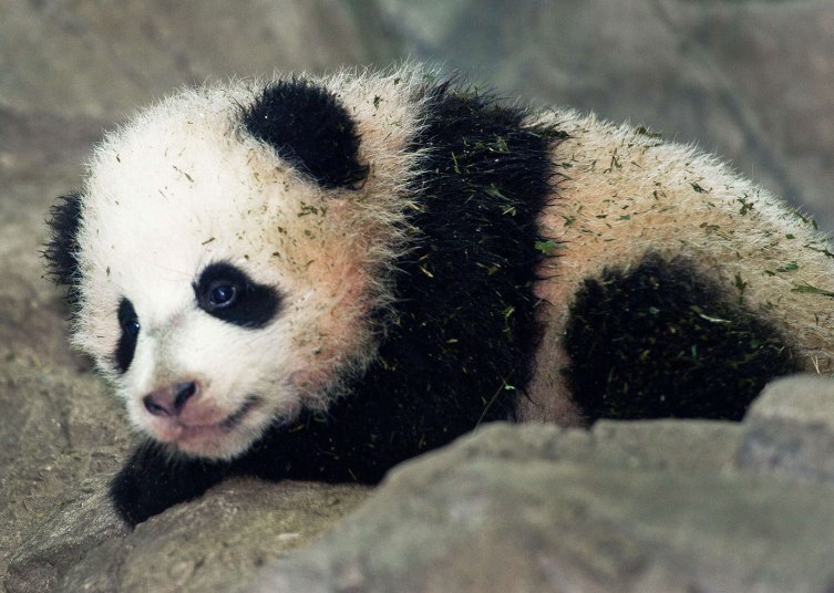 National Zoo Panda Cub Media Debut: Bao Bao Meets the Press | TIME.com