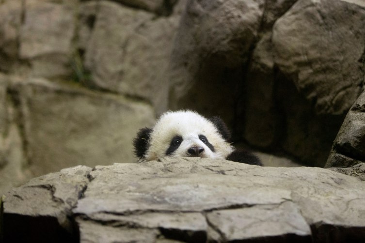 National Zoo Panda Cub Media Debut: Bao Bao Meets the Press | TIME.com