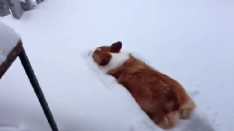 Northeast Blizzard: Cute Animals Playing in the Snow | TIME.com