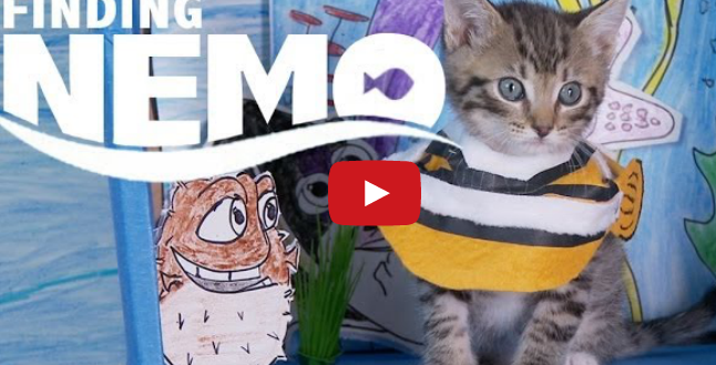 Cute Kittens Act Out Disney Pixar's Finding Nemo in New Video | TIME.com
