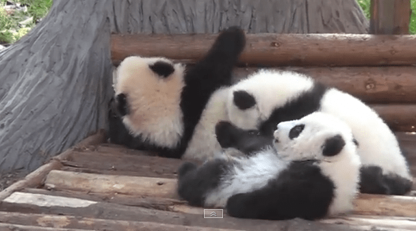 Giant Panda Cubs Crawl, Tumble At Chengdu Research Base in China | TIME.com