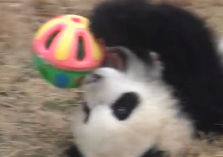 Viral Video: Adorable Baby Panda Plays With Ball at China Zoo | TIME.com