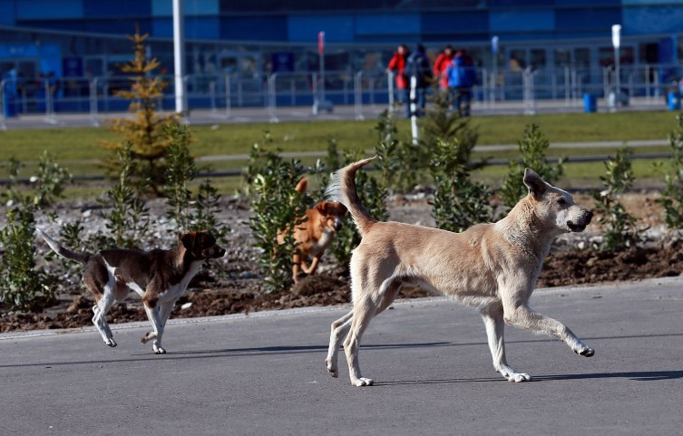 Photos: Stray Dogs of Sochi, Russia During 2014 Winter Olympics | TIME.com